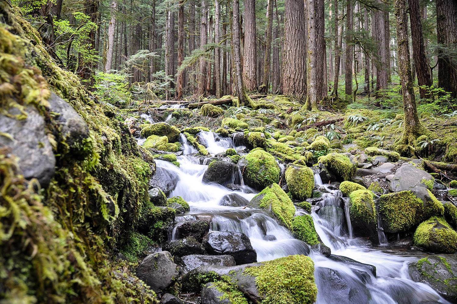 Sol Duc Falls: Olympic National Park Trail Guide - Go Wander Wild