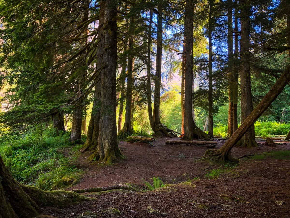 Enchanted Valley Trail Guide: One of the best hikes in the Olympic ...