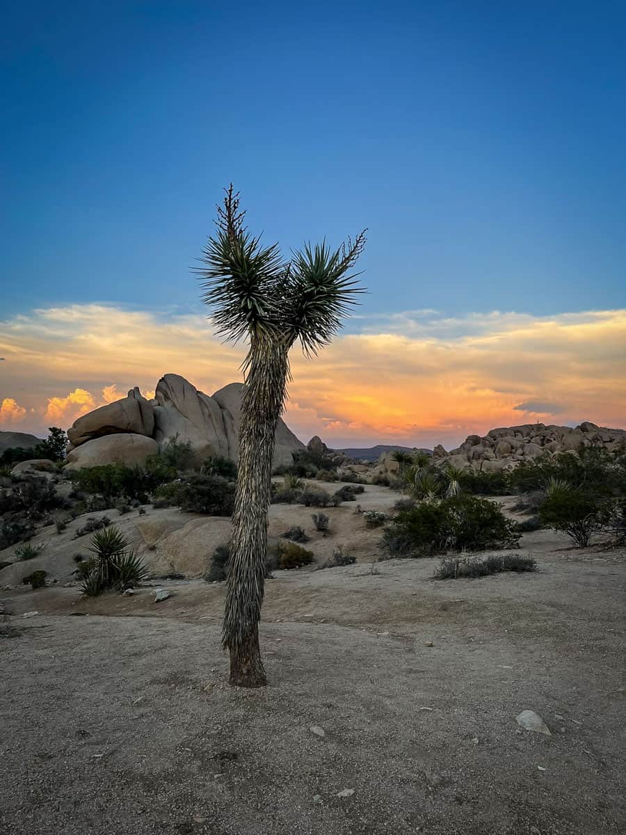 15 Best Hikes at Joshua Tree National Park, California - Go Wander Wild