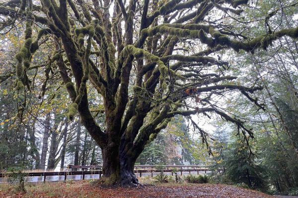 Mount Storm King Trail Guide - Go Wander Wild