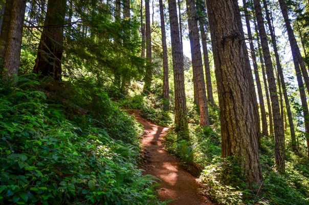 Mount Storm King Trail Guide for Olympic National Park - Go Wander Wild