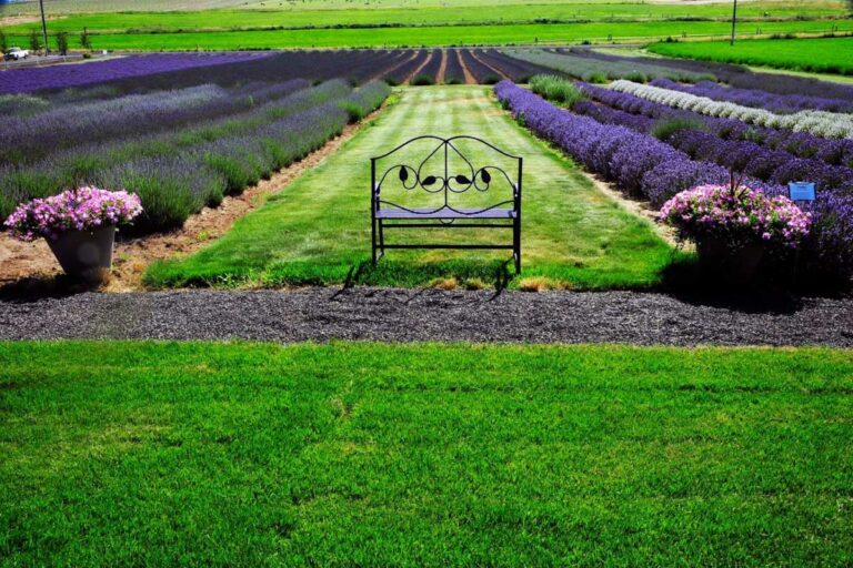 10 Breathtaking Oregon Lavender Farms You Can Visit - Go Wander Wild