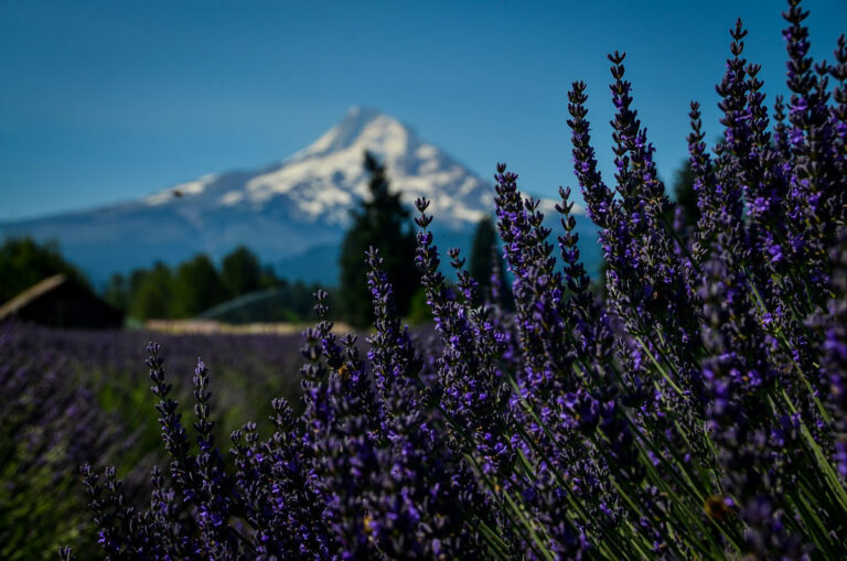10 Breathtaking Oregon Lavender Farms You Can Visit - Go Wander Wild