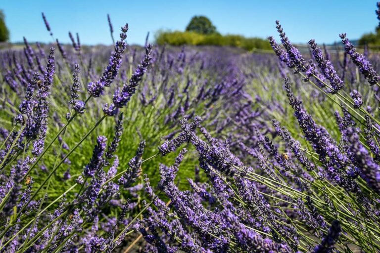 10 Breathtaking Oregon Lavender Farms You Can Visit - Go Wander Wild