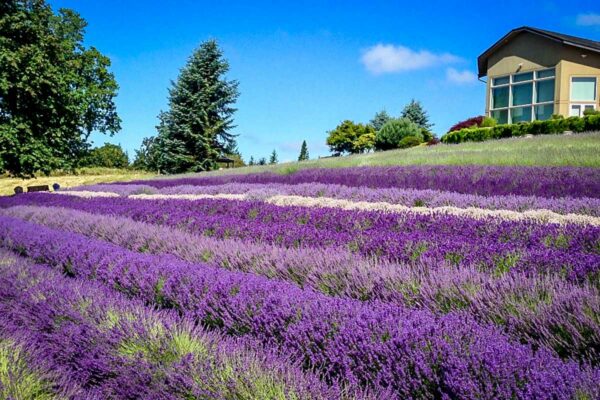 10 Breathtaking Oregon Lavender Farms You Can Visit - Go Wander Wild