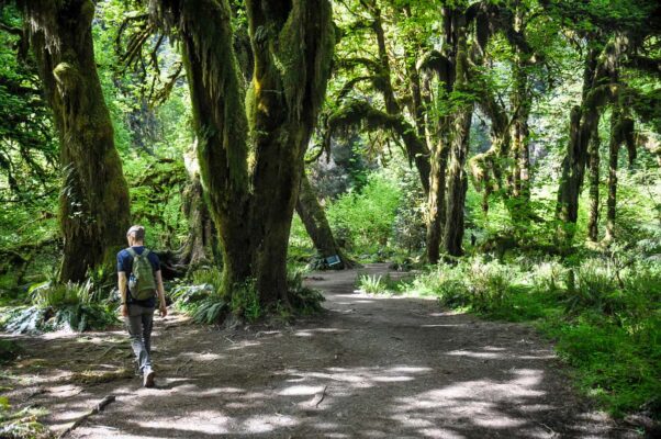 Hall Of Mosses Olympic National Park Trail Guide Go Wander Wild