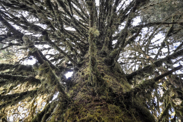 Hall of Mosses: Olympic National Park Trail Guide - Go Wander Wild