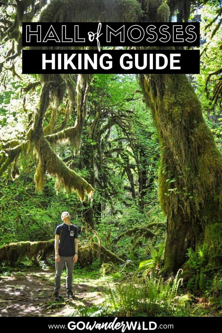 Hall of Mosses: Olympic National Park Trail Guide - Go Wander Wild