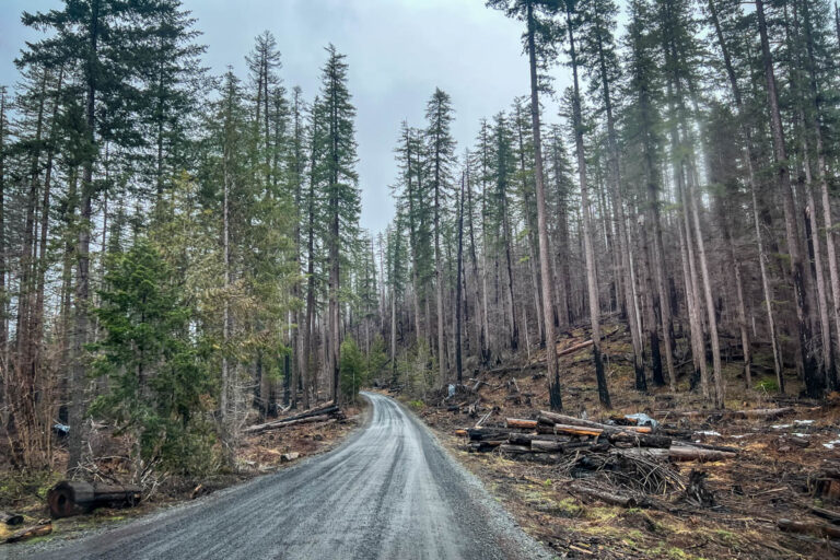 Breitenbush Hot Springs: How to Get There & What to Expect - Go Wander Wild