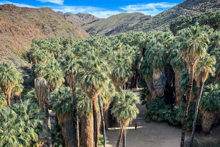 Indian Canyons: Palm Springs Hiking Guide - Go Wander Wild