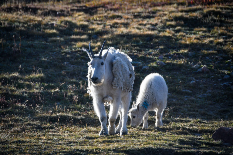 Mount Bierstadt Trail Guide: Hiking One of Colorado’s Famous 14ers - Go ...