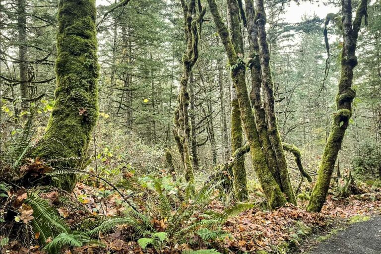 15 Best Eugene Oregon Hikes for All Levels! - Go Wander Wild